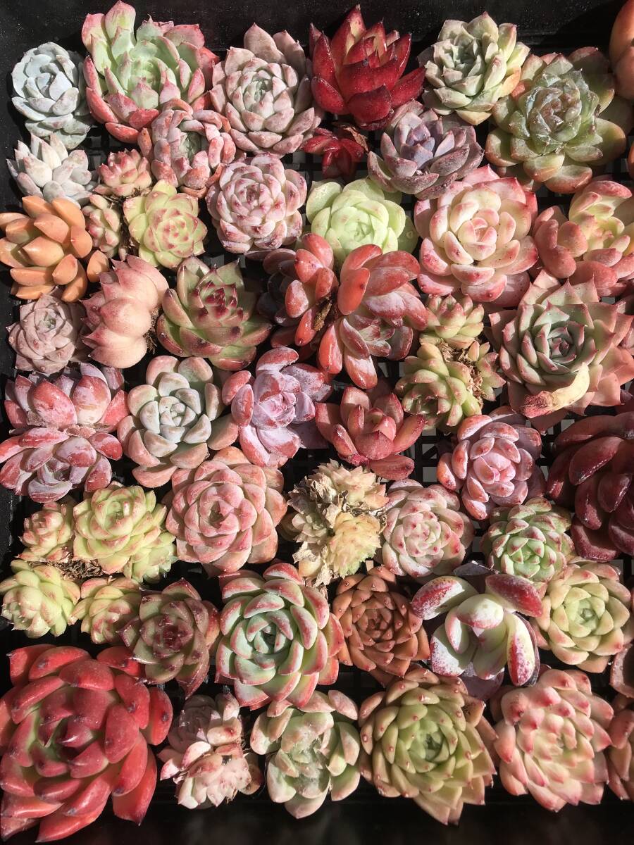 Yahoo!オークション - 55株 N200-150 エケベリア カット苗 韓国苗 サボ...