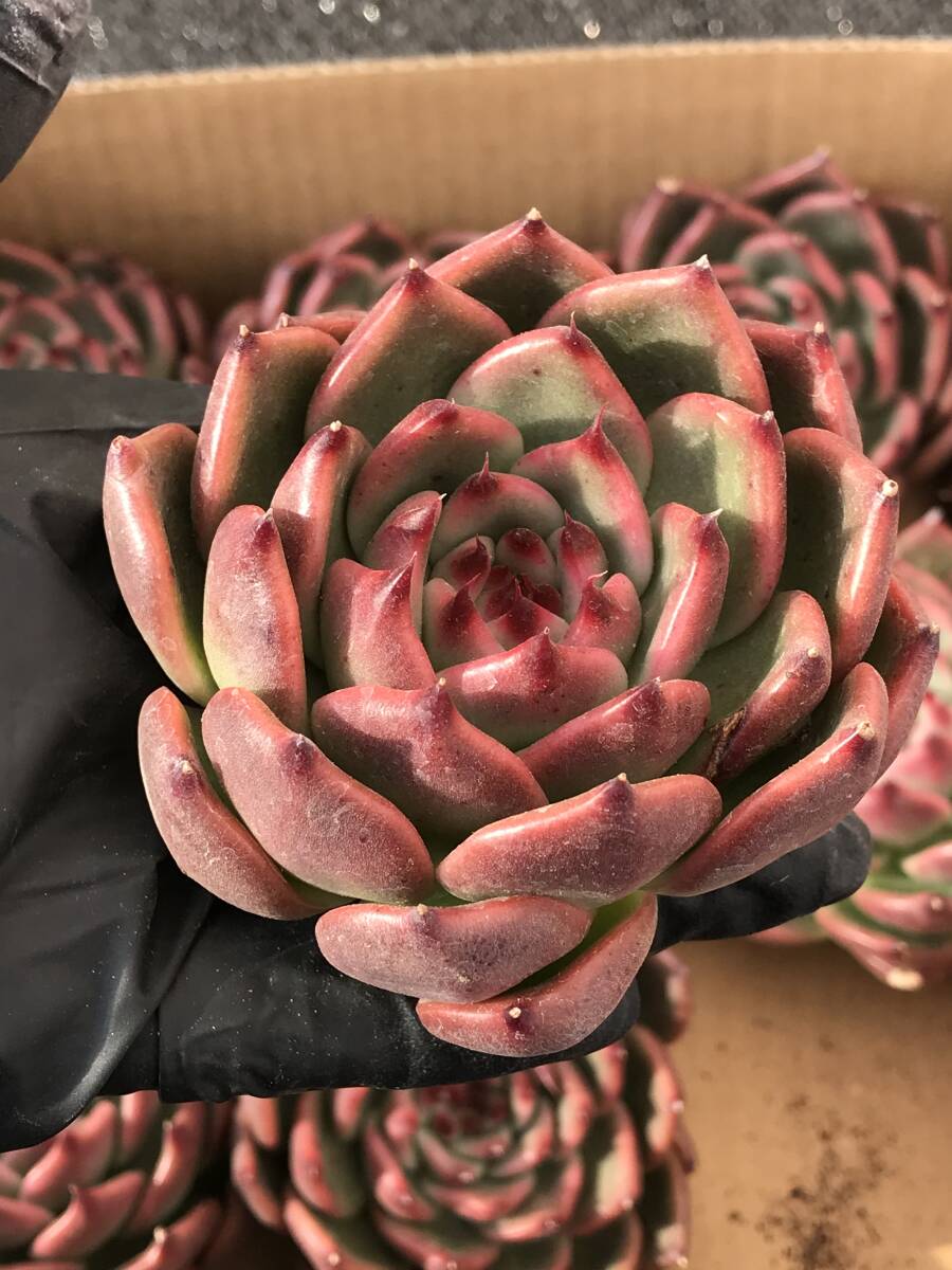 Yahoo!オークション - 16株 Q310-1 エケベリア 韓国苗 サボテン 多肉植...