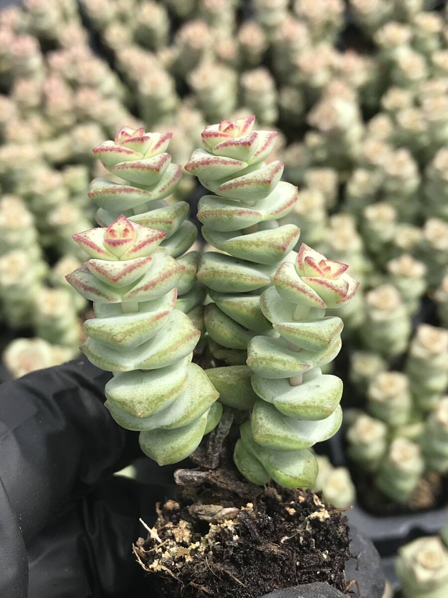 Yahoo!オークション - 105苗 Y22-2 多肉植物 エケベリア 銭串 多肉植物...