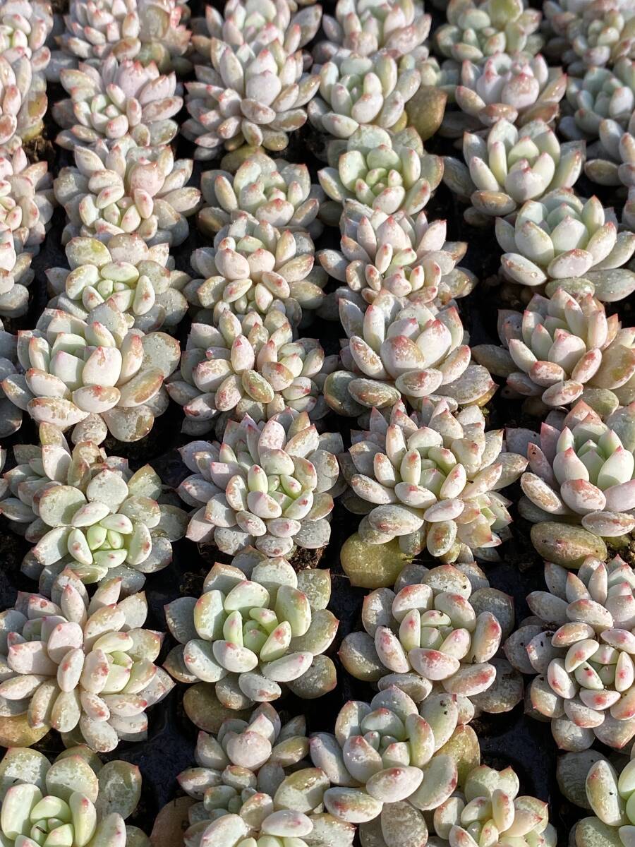 Yahoo!オークション - 105苗 Y25-2 多肉植物 エケベリア スターオレン...