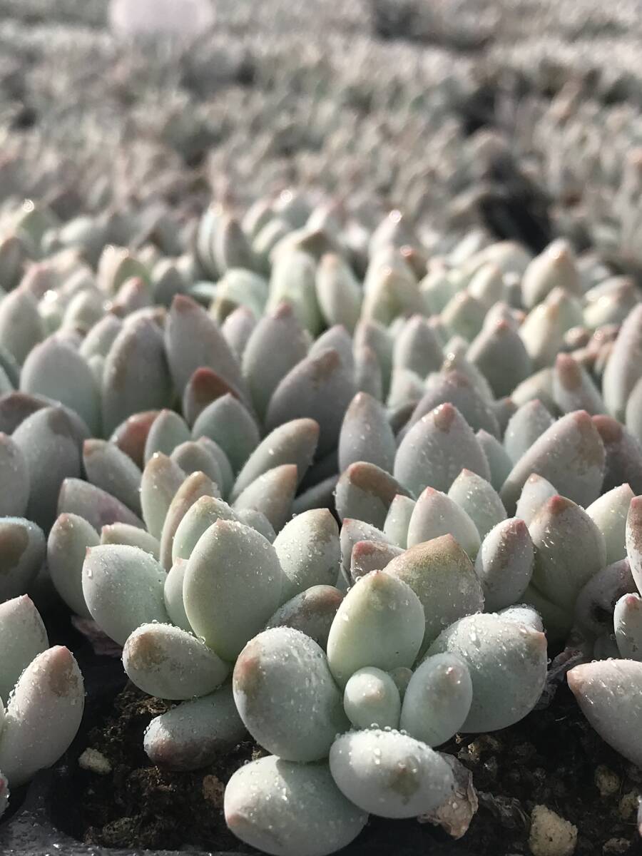 Yahoo!オークション - 105苗 Y52-2 多肉植物 エケベリア パルファムB ...