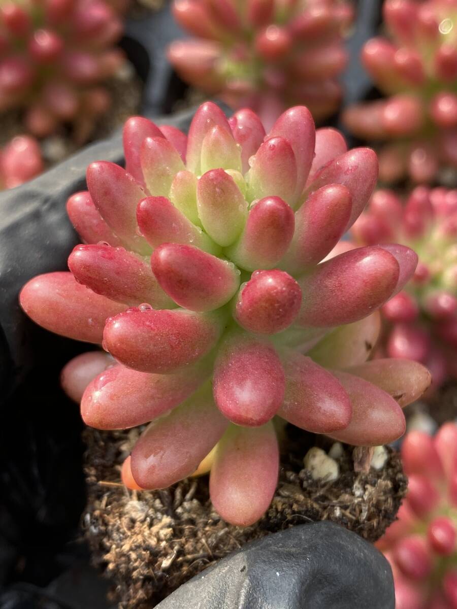 Yahoo!オークション - 72株 B98-1多肉植物 エケベリア 虹の玉錦 サボテ...