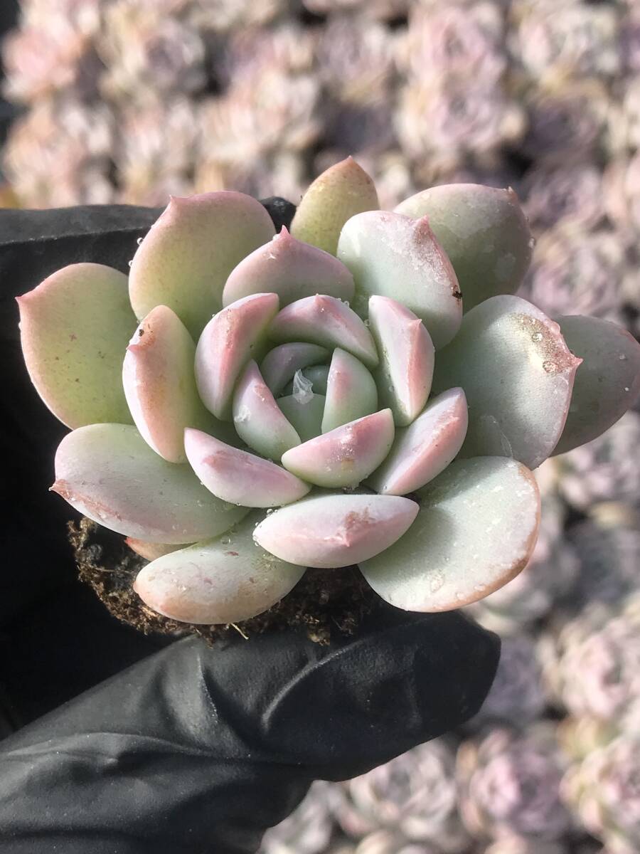 Yahoo!オークション - 105株 B99-3多肉植物 エケベリア 恩寵 サボテン ...