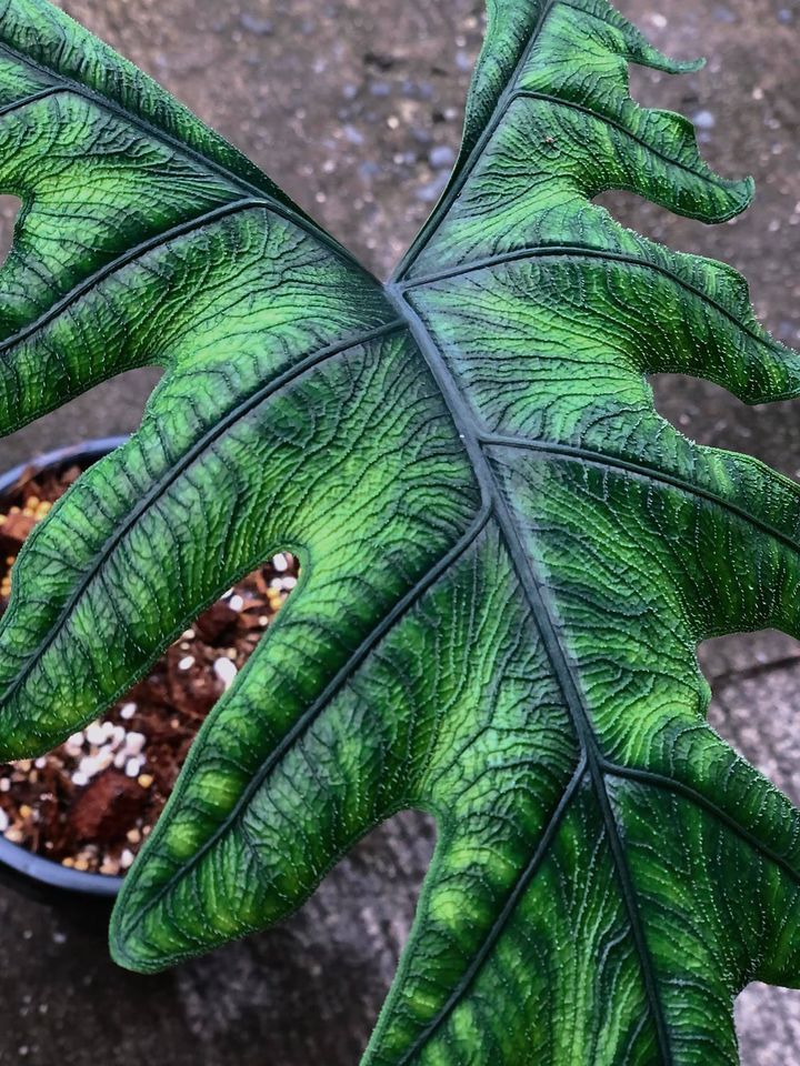 Yahoo!オークション - アロカシア Alocasia jacklyn No3 大株