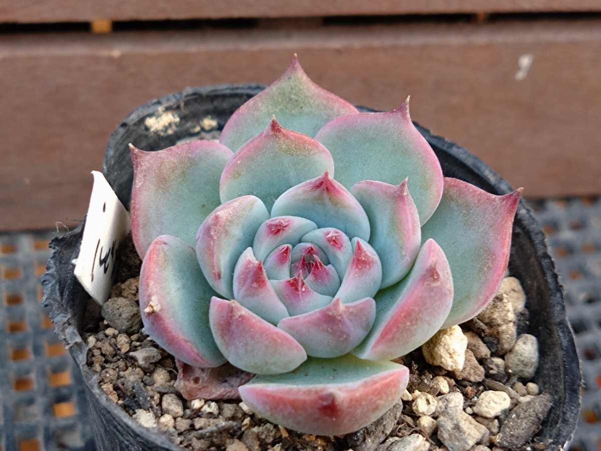 Yahoo!オークション - チワワエンシス ルビーブラッシュ 多肉植物 エケ...