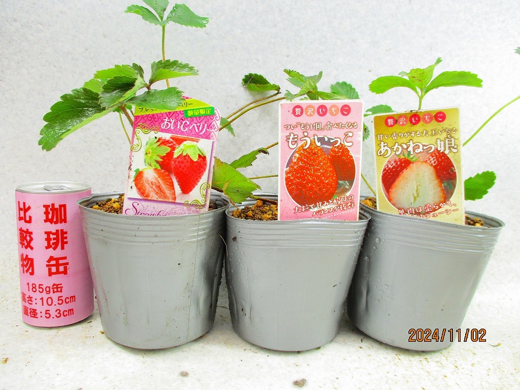 Yahoo!オークション - [緑の市場]イチゴ 3点組(11109)全高 25㎝ 同梱包...