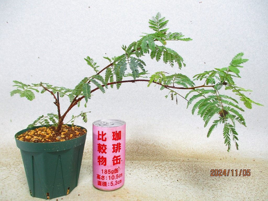 Yahoo!オークション - [緑の市場]ヒネム(11230)画像全高 28㎝ 定形外郵...