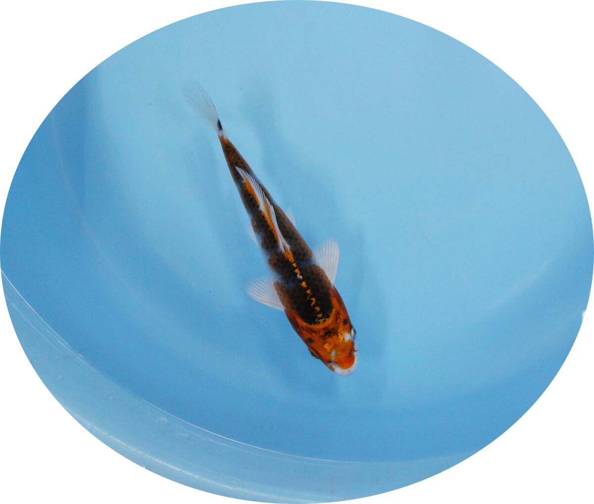 Yahoo!オークション - 【KHF】 錦鯉 孔雀 約17Cm 青木養鯉場産...