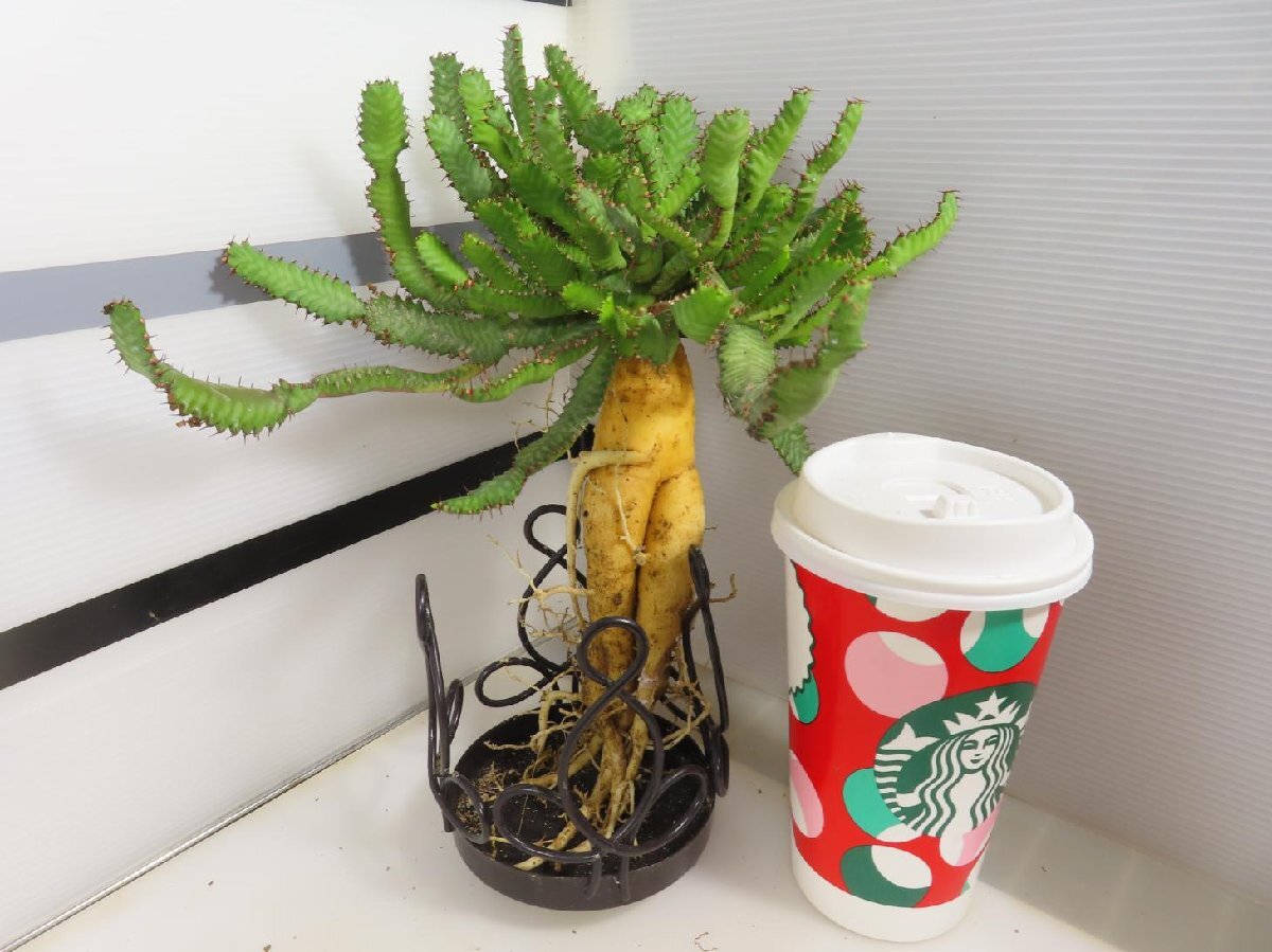 Yahoo!オークション - 4768 「多肉植物」ユーフォルビア ステラータ 抜...