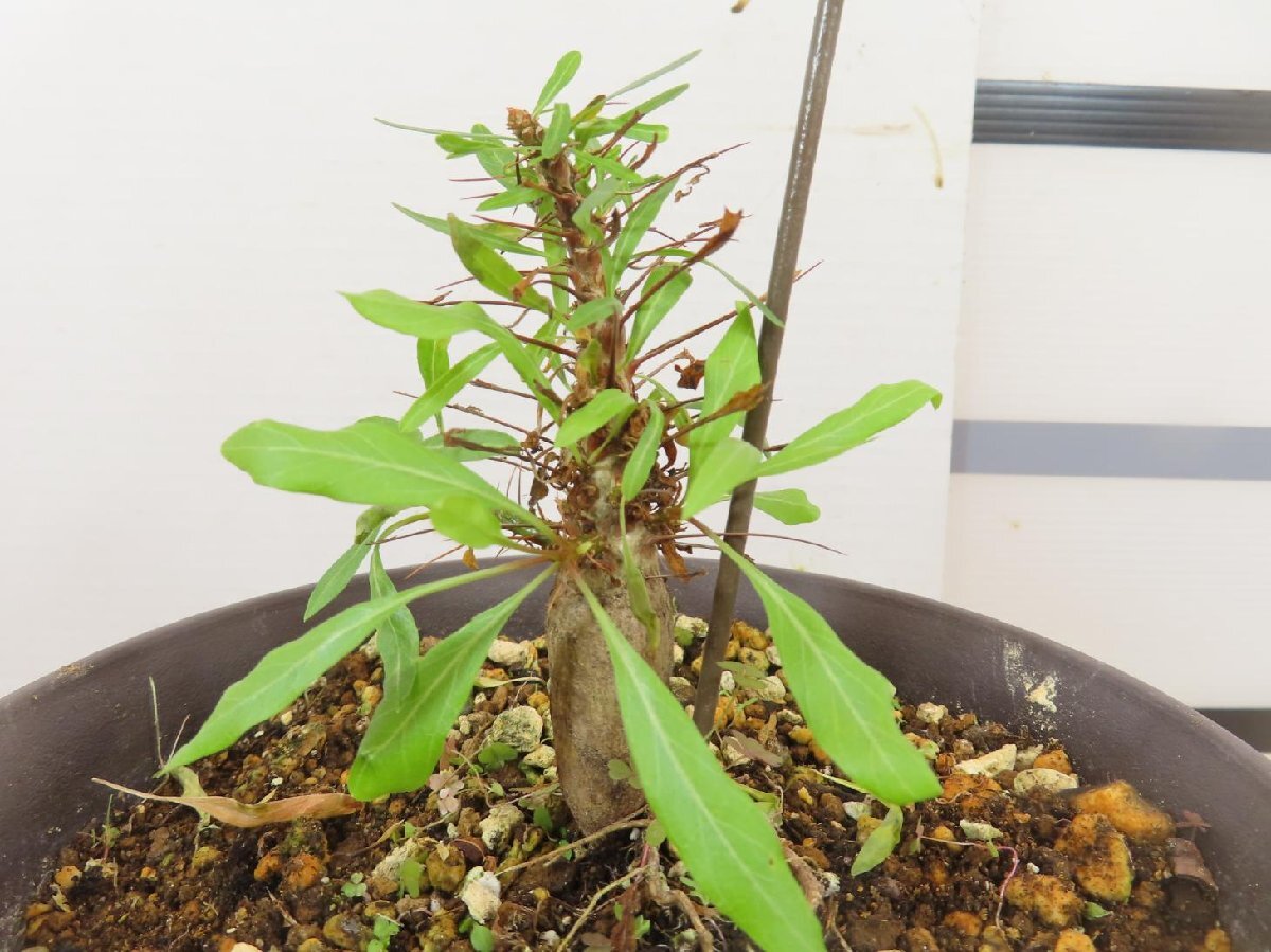 8120 実生 フォークイエリア プルプシー大 塊根植物 Fouquieria purpusii 葉落ちする(観葉植物)｜売買されたオークション情報、yahooの商品情報をアーカイブ公開 ...
