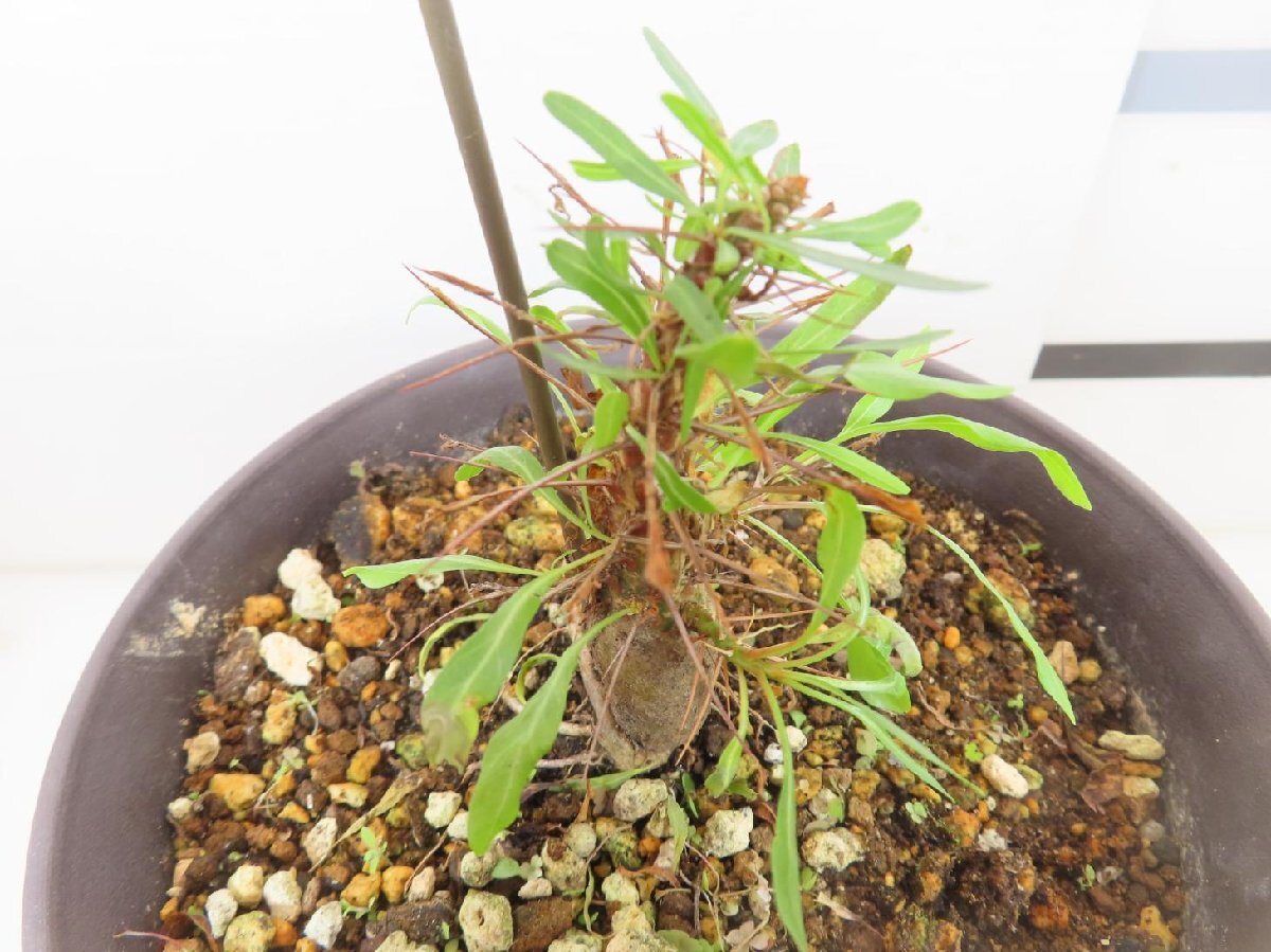 8120 実生 フォークイエリア プルプシー大 塊根植物 Fouquieria purpusii 葉落ちする(観葉植物)｜売買されたオークション情報、yahooの商品情報をアーカイブ公開 ...