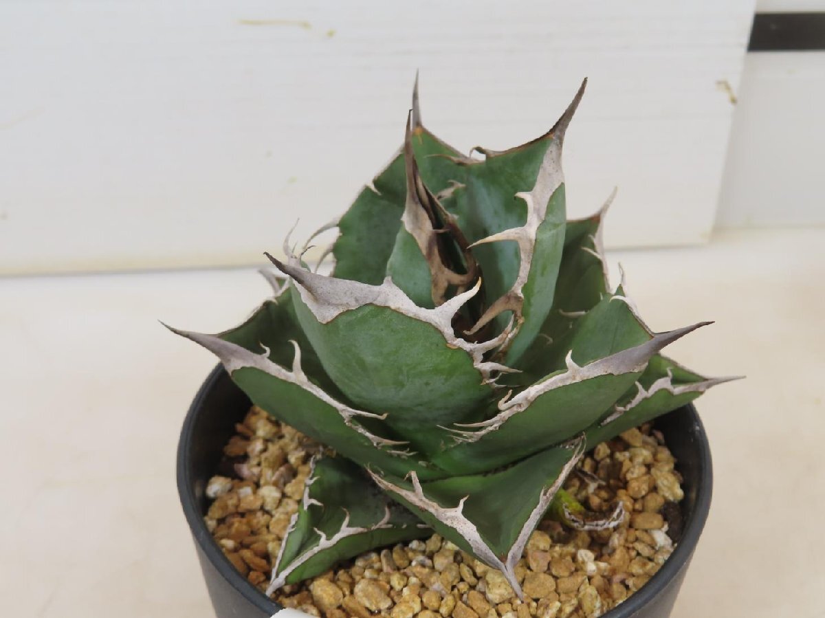 Yahoo!オークション - 8077 「多肉植物A」アガベ 山亀 植え【発根・美...