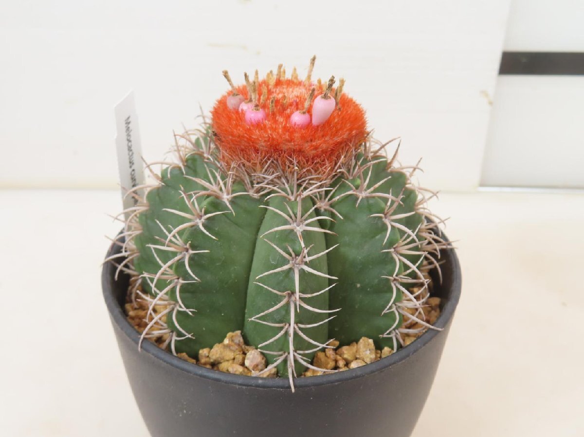 Yahoo!オークション - 3108 「サボテンA」メロカクタス【発根・魔雲・M...