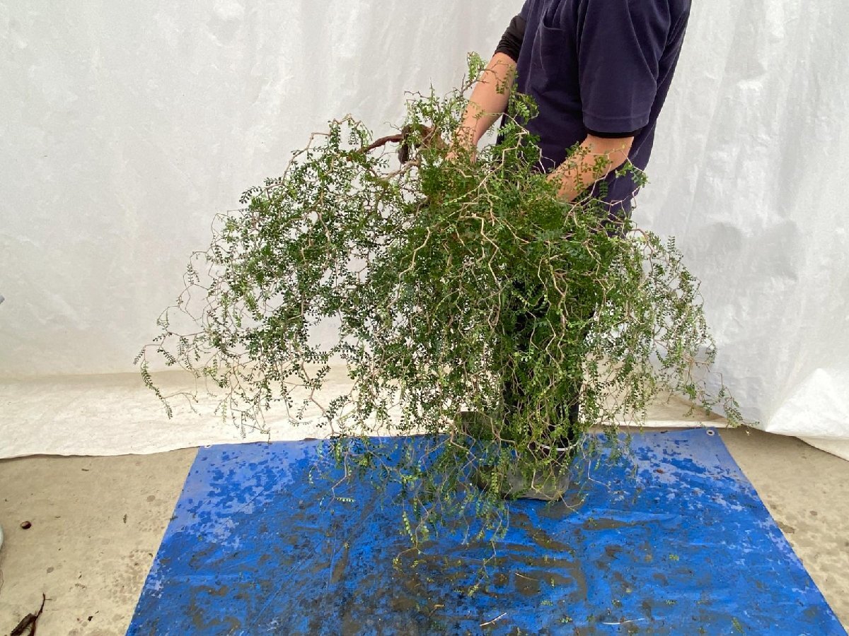 Yahoo!オークション - 9598 「実生」オペルクリカリア パキプス XL 抜...