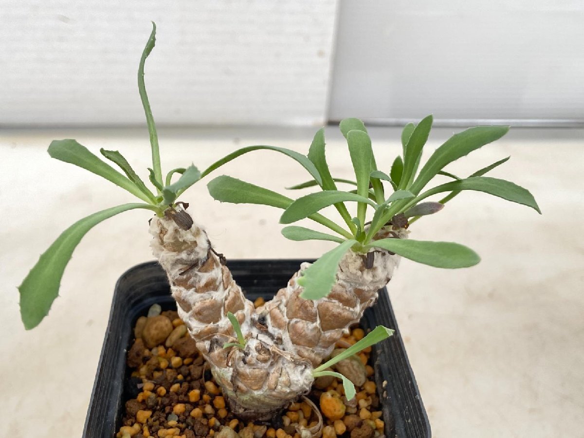 Yahoo!オークション - 9056 「実生」オトンナ レトロルサ【発根・塊根...