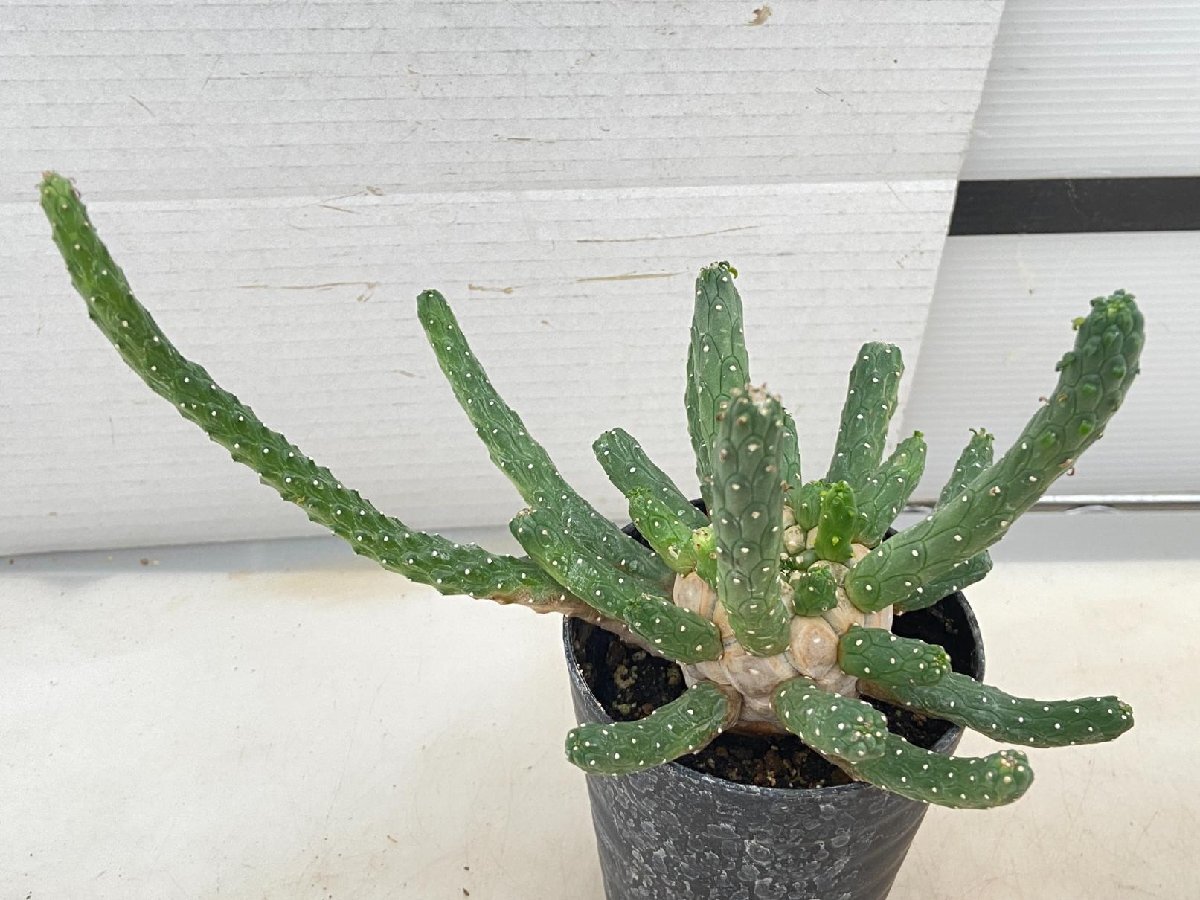 Yahoo!オークション - 4465 「実生」ユーフォルビア イネルミス 【塊根...