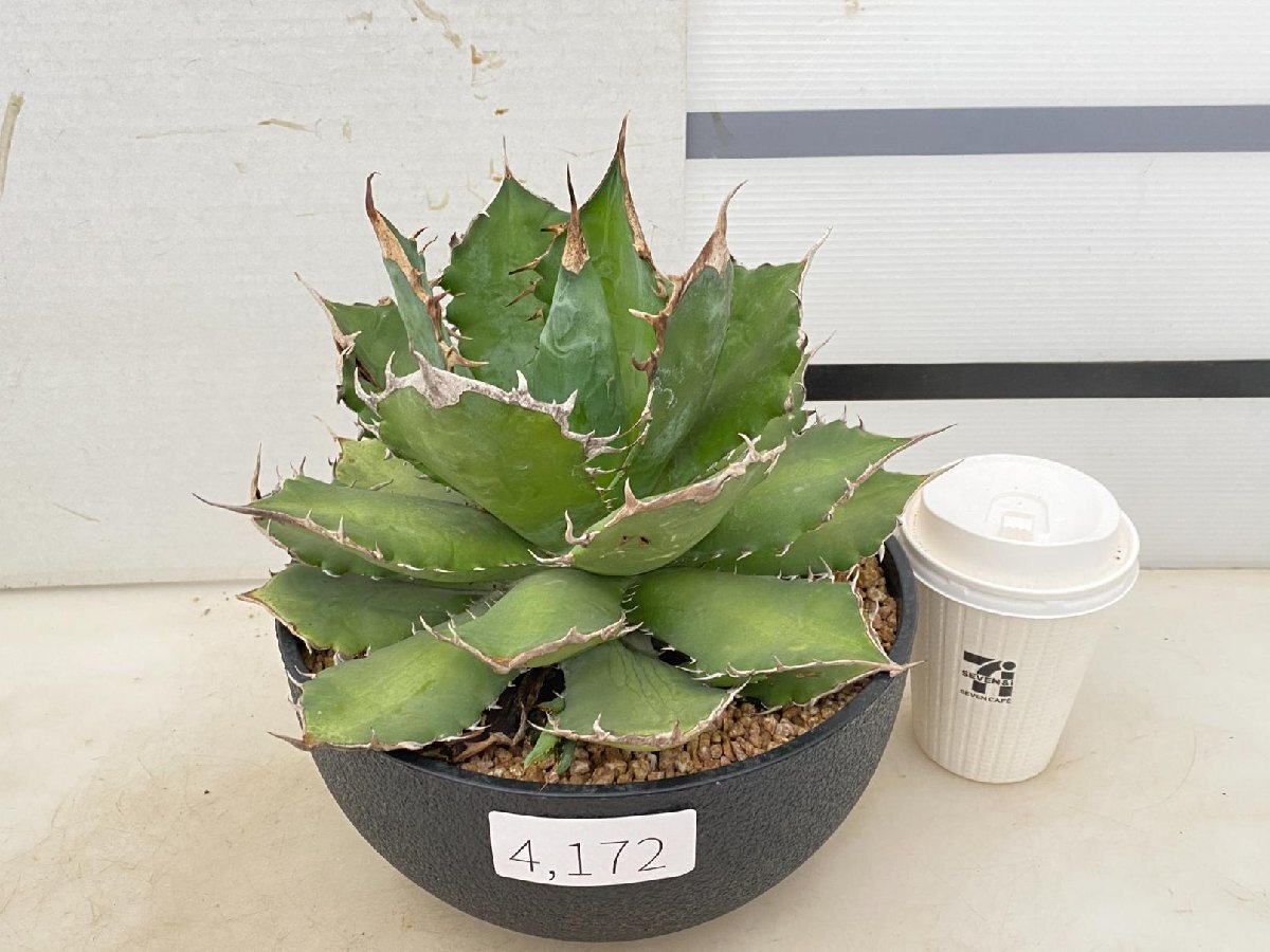 Yahoo!オークション - 4172 「多肉植物A」アガベ チタノタ FO-76 植え...