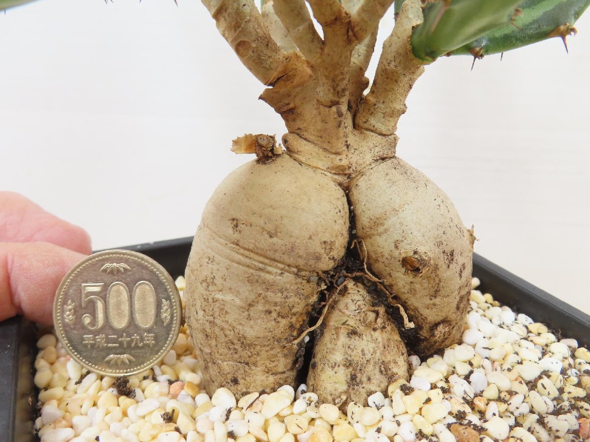 Yahoo!オークション - 7287 「多肉植物C」ユーフォルビア クンチー【発...