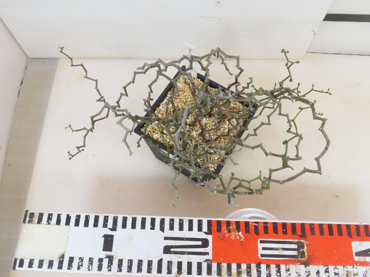 Yahoo!オークション - 7306 「塊根植物C」 デカリア マダガスカリエン...