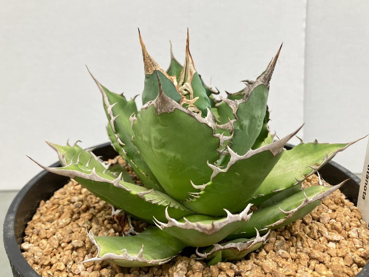 Yahoo!オークション - 3132 「多肉植物A」アガベ チタノタ FO-76 植え...