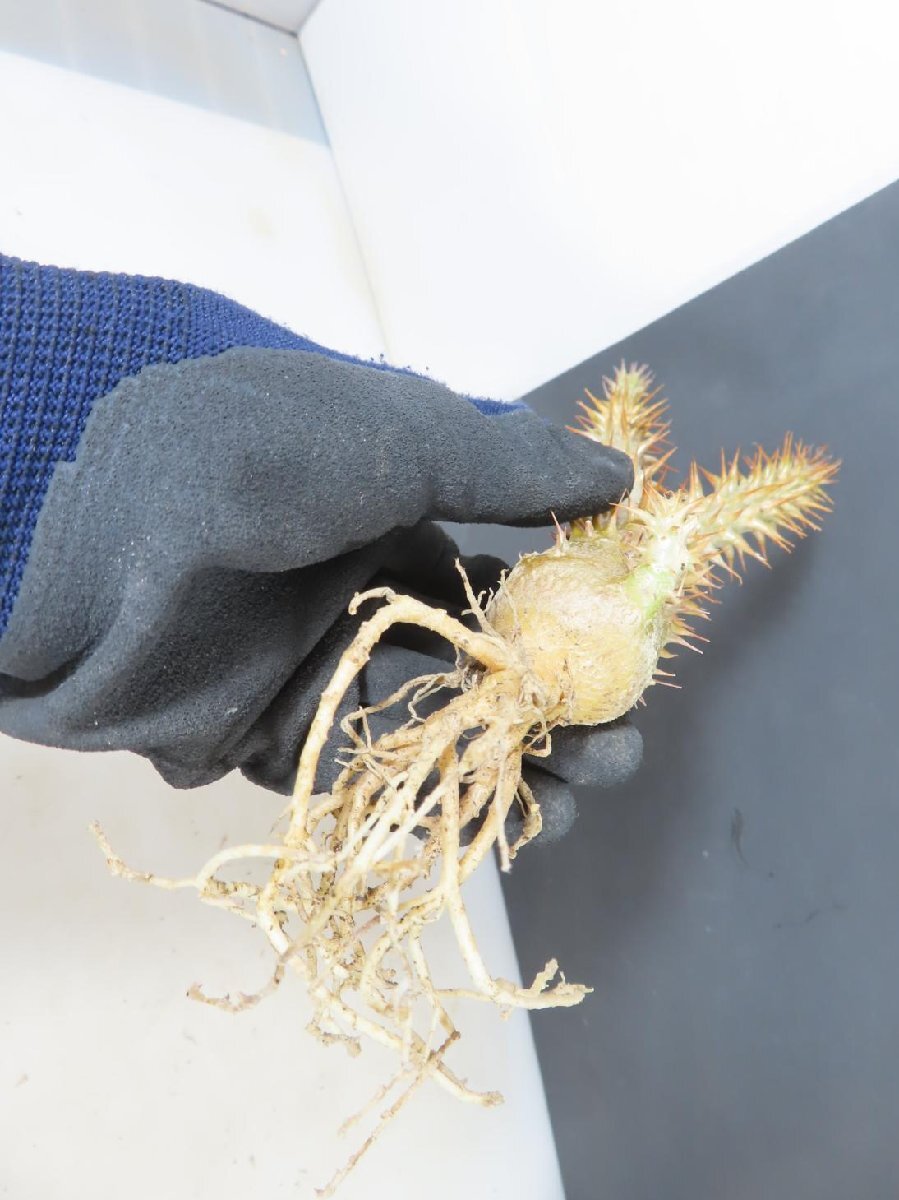 Yahoo!オークション - 4761 「実生」パキポディウム マカイエンセ 抜き...