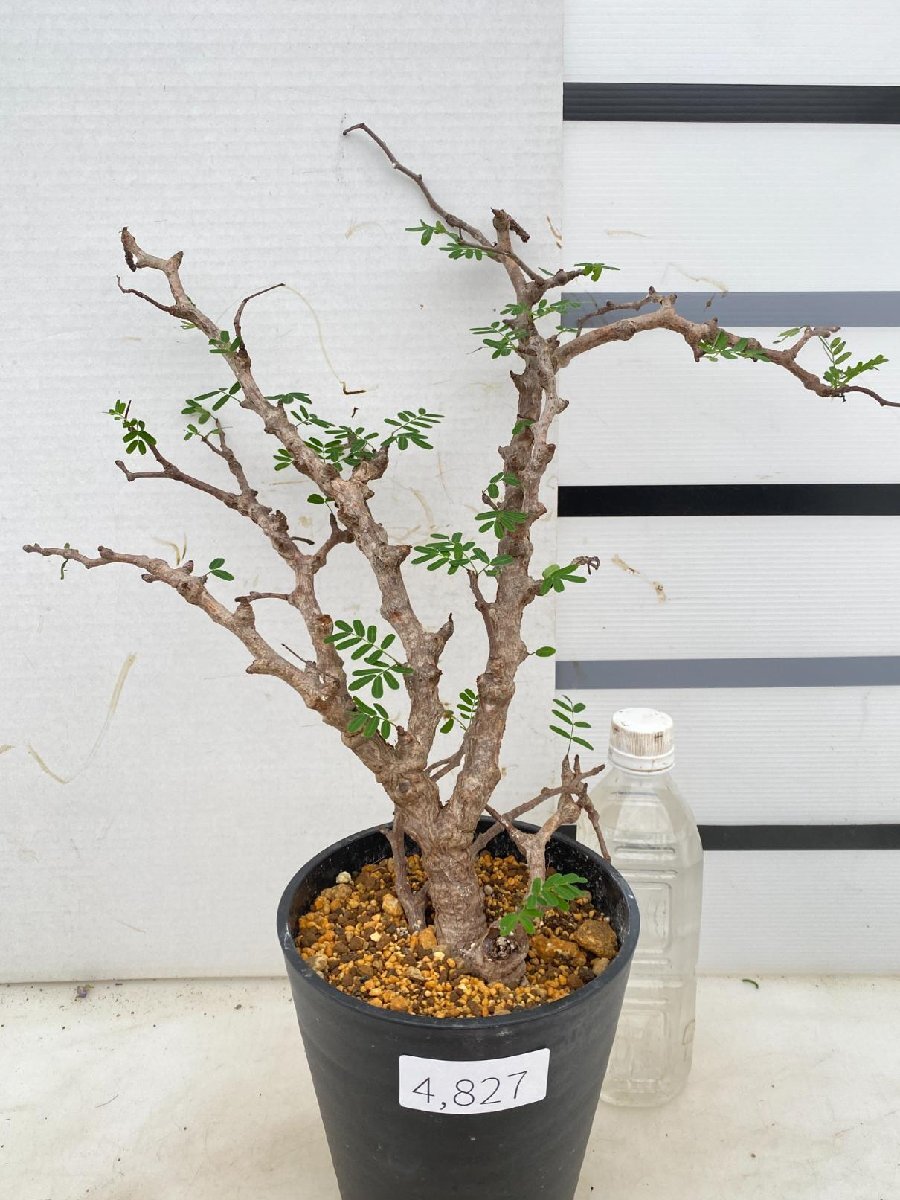 Yahoo!オークション - 4827 「塊根植物」センナ メリディオナリス 植え...