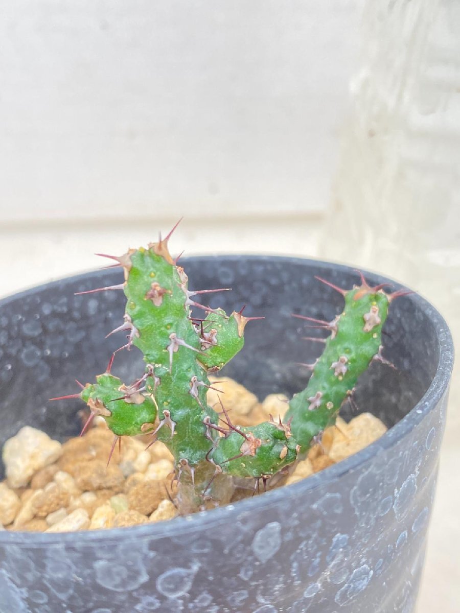 Yahoo!オークション - 4768 「多肉植物」ユーフォルビア ベルテマリア...