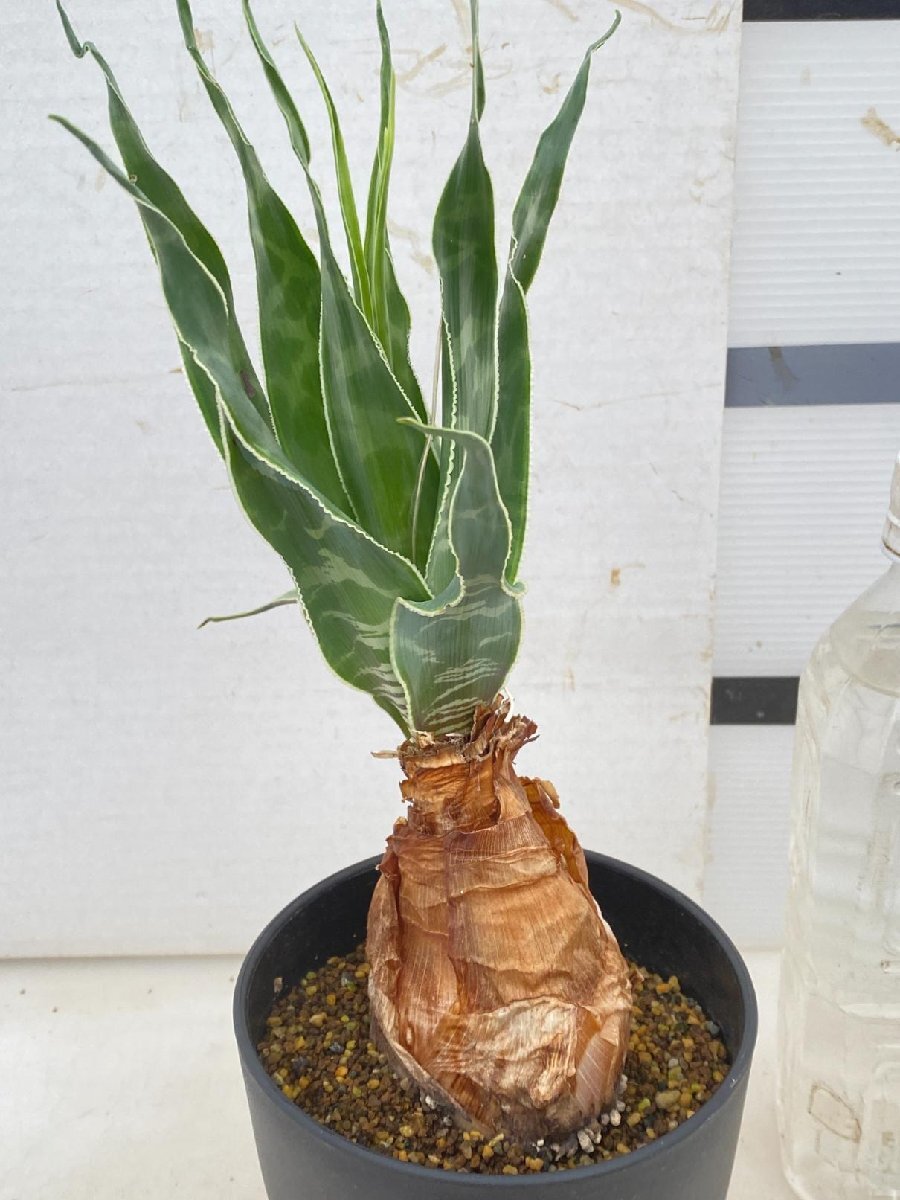 Yahoo!オークション - 4841 「球根植物」キルタンサス オブリクス 植え...