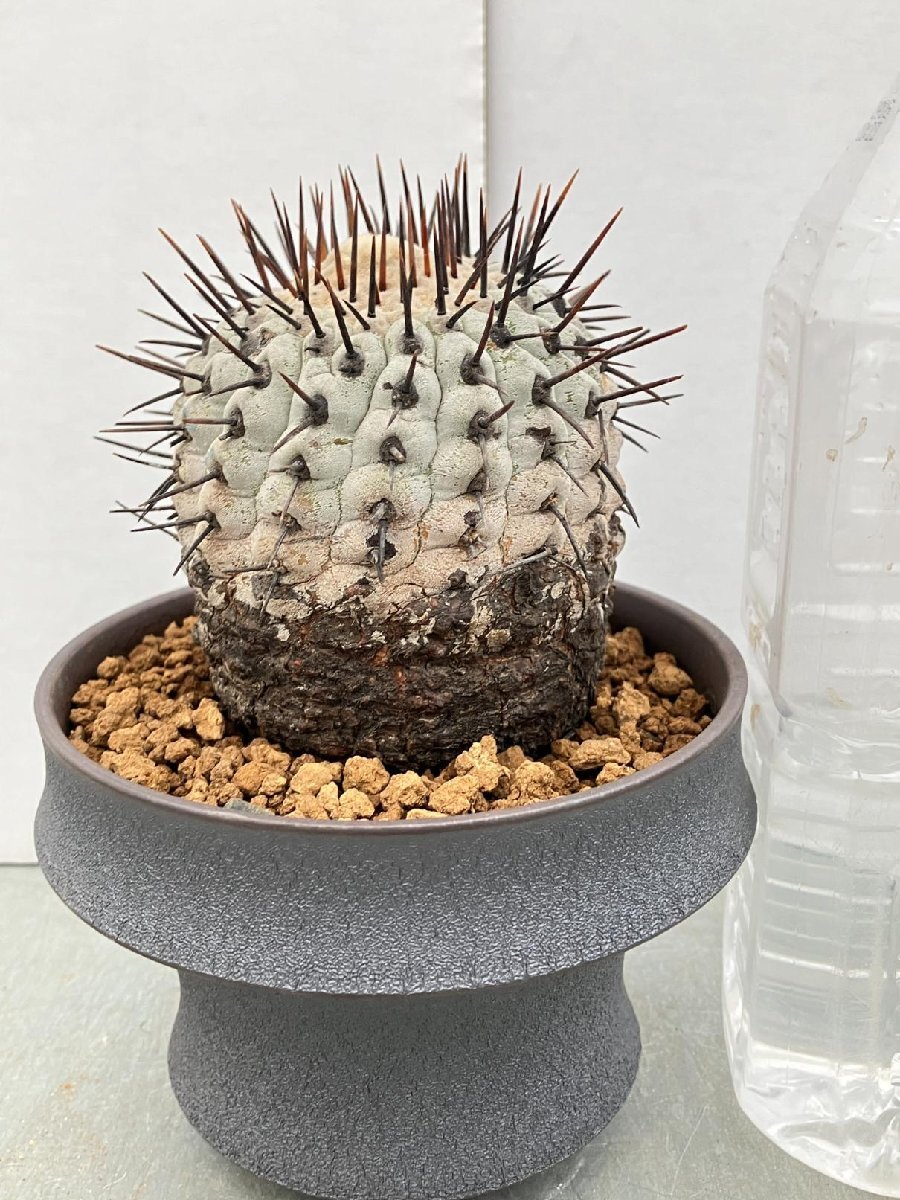 Yahoo!オークション - 4577 「サボテン」コピアポア コルムナアルバ 植...