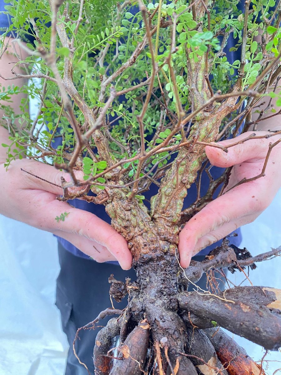 5368 実生 オペルクリカリア パキプス XL 抜き苗 畑地植え株 O.pachypus 塊根植物 葉落ちする(その他)｜売買されたオークション情報、yahooの商品情報をアーカイブ公開 ...