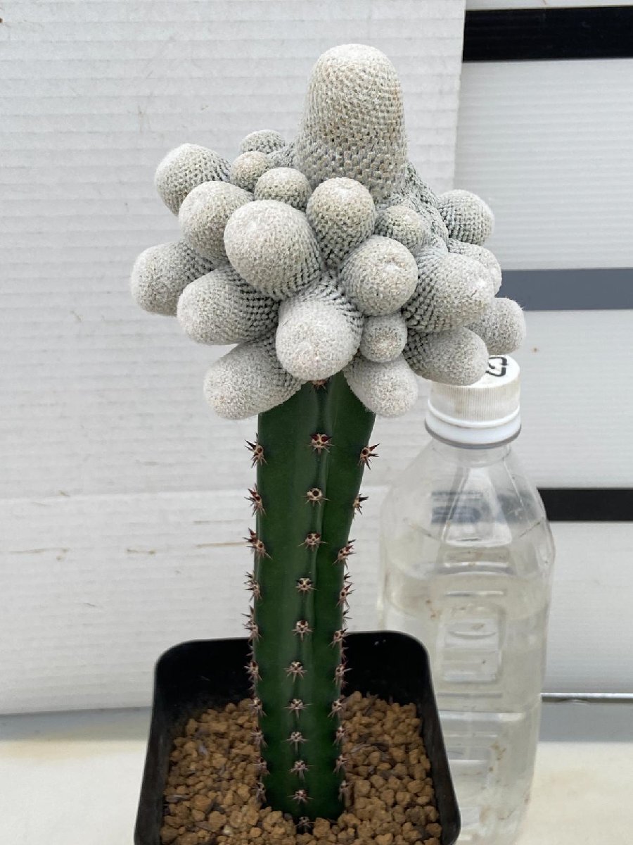 Yahoo!オークション - 5098 「サボテン」エリオシケ chalensis【接ぎ木...