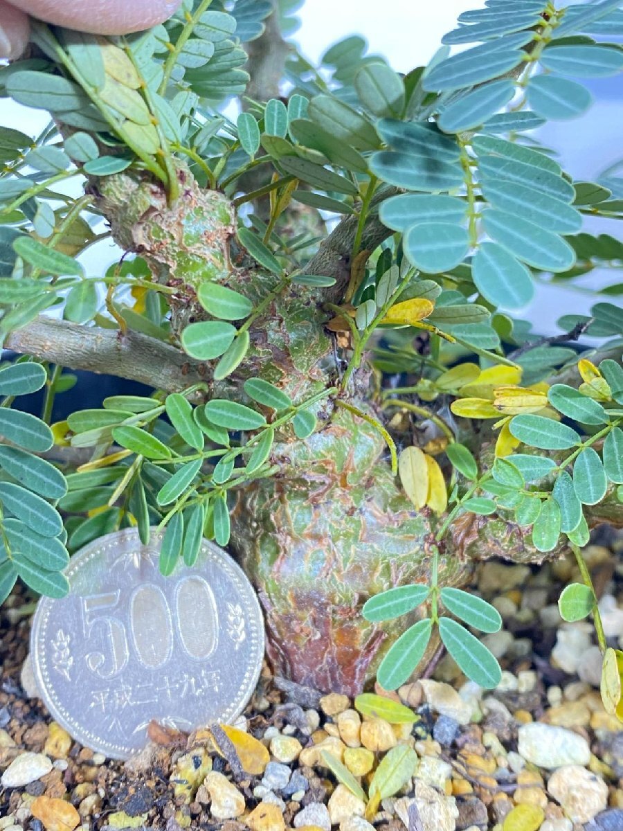 Yahoo!オークション - 4323 「実生」センナ メリディオナリス大【・発...