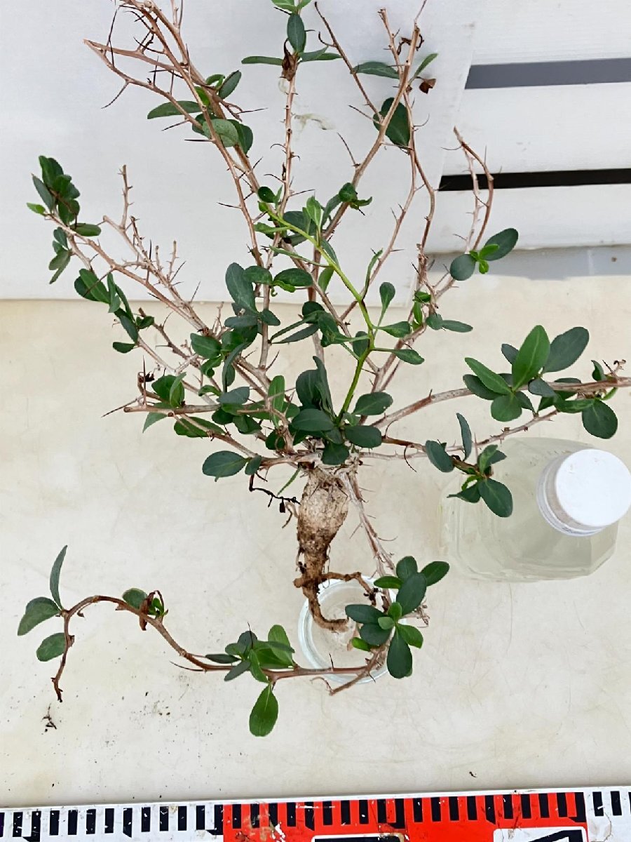 Yahoo!オークション - 4209 「実生」フォークイエリア コルムナリス 抜...