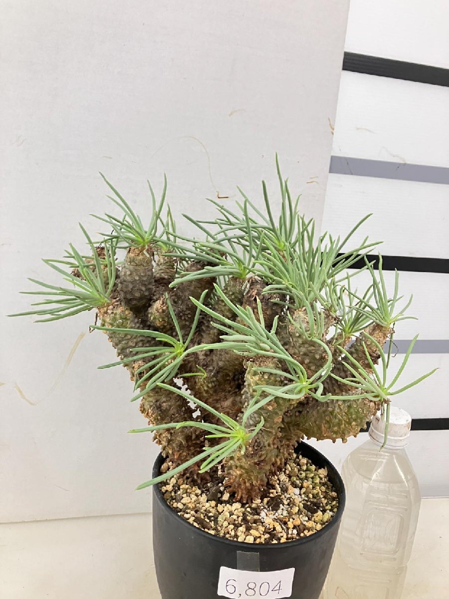 Yahoo!オークション - 6804 「塊根植物」チレコドン ワリチー 植え【発...