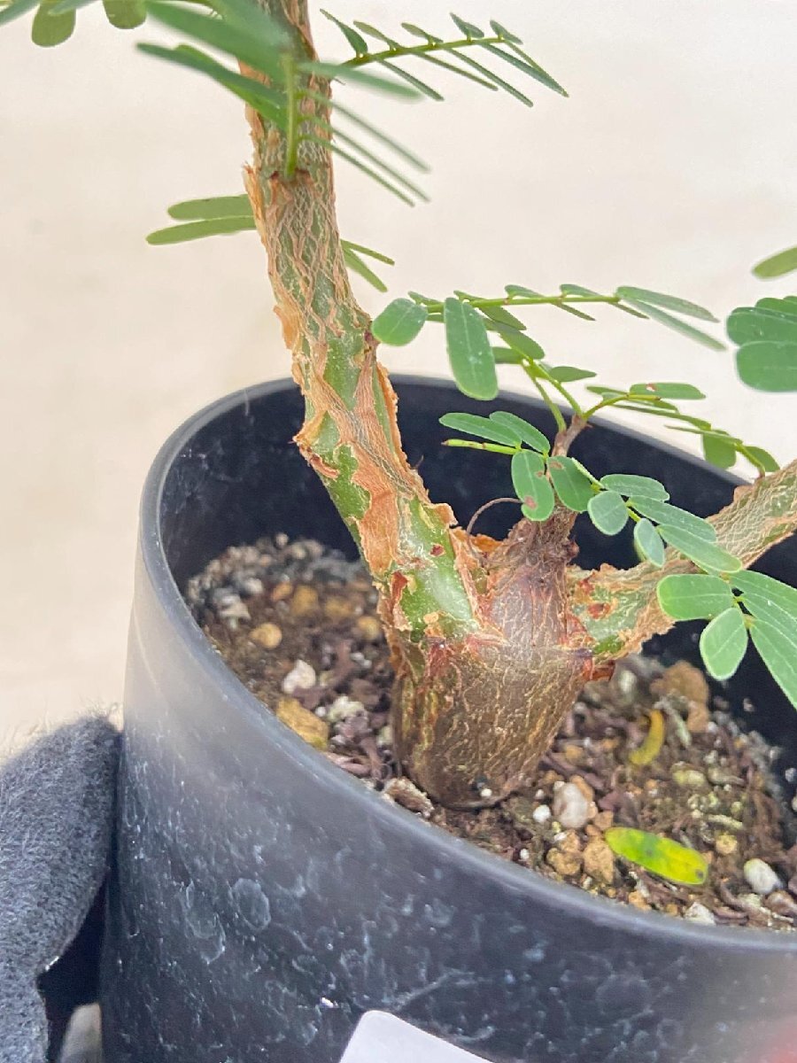 Yahoo!オークション - 6697 「実生」センナ メリディオナリス【種から...