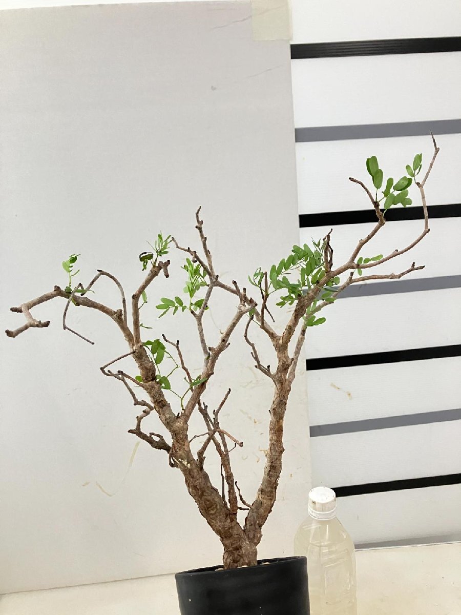 Yahoo!オークション - 6795 「塊根植物」センナ メリディオナリス 植え...