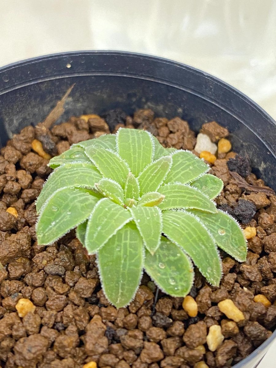 Yahoo!オークション - 6355 「多肉植物」ブルビネ ハオルチオイデス【...