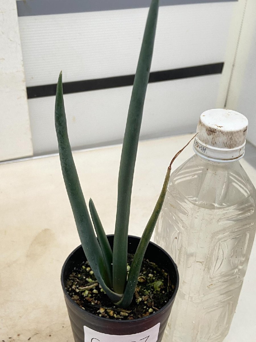 Yahoo!オークション - 6667 「実生株】アロエ スザンナエ【種から発芽 ...