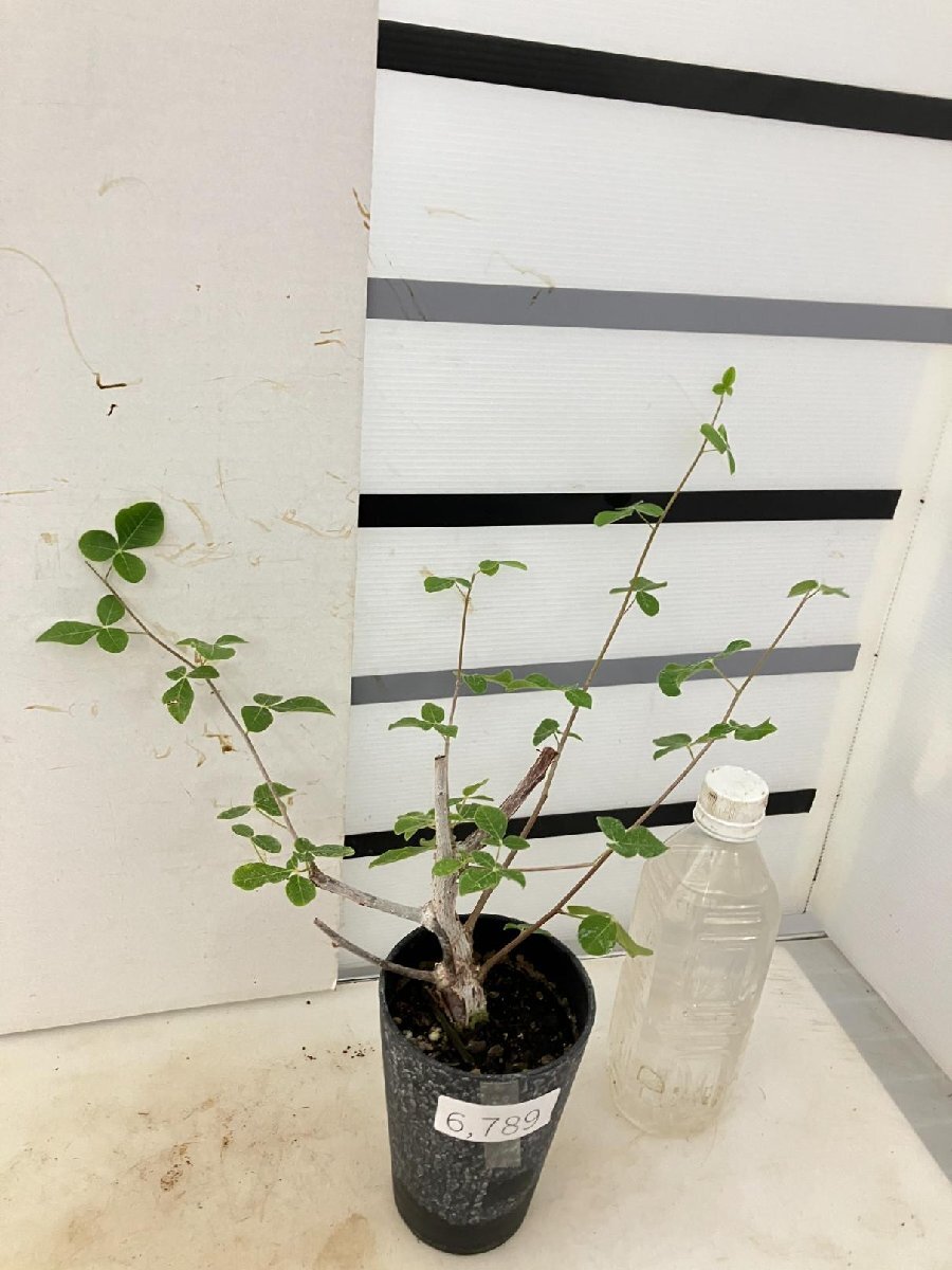 Yahoo!オークション - 6789 「実生」コミフォラ オルビクラリス【発根...