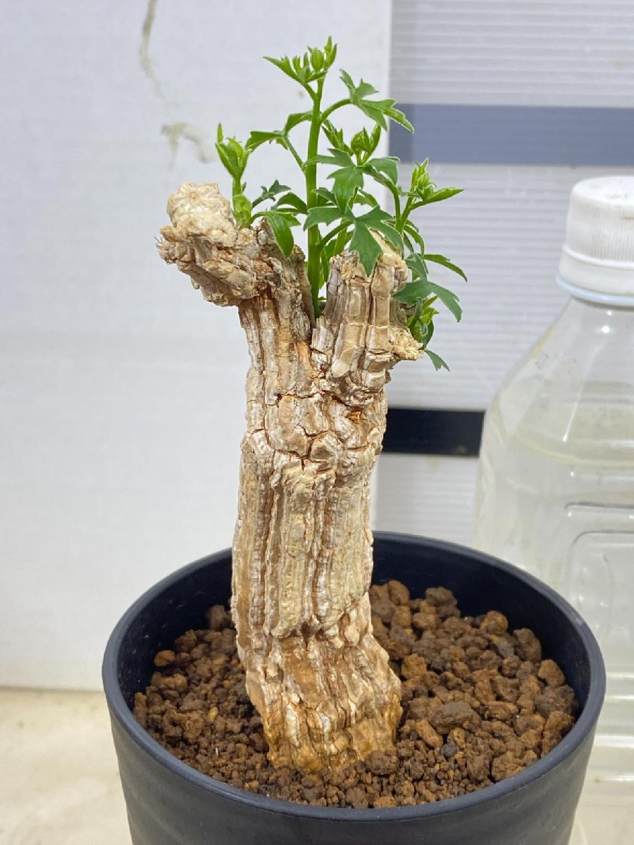 Yahoo!オークション - 6399 「塊根植物」コラロカルプス 詳細品種不明 ...