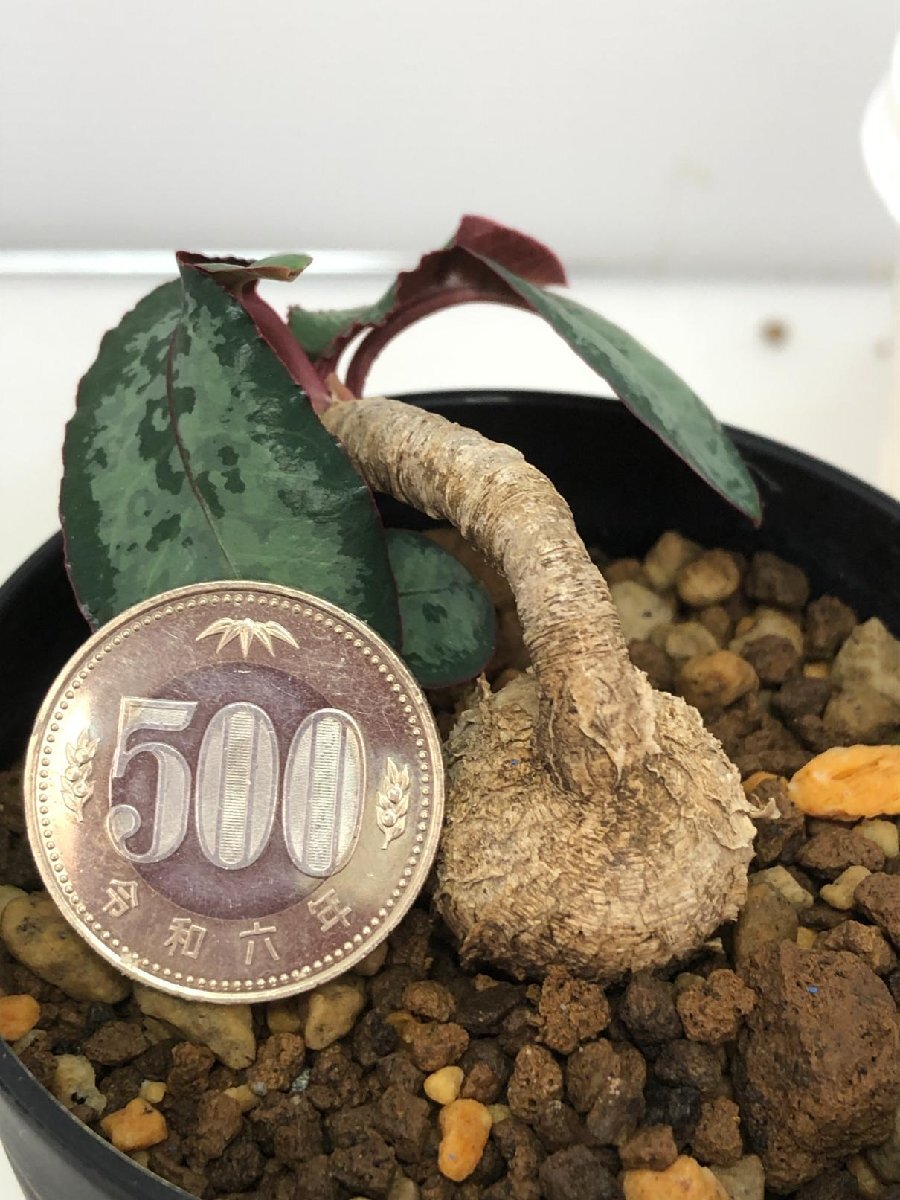 Yahoo!オークション - 9343 「多肉植物】ユーフォルビア 詳細品種不明...