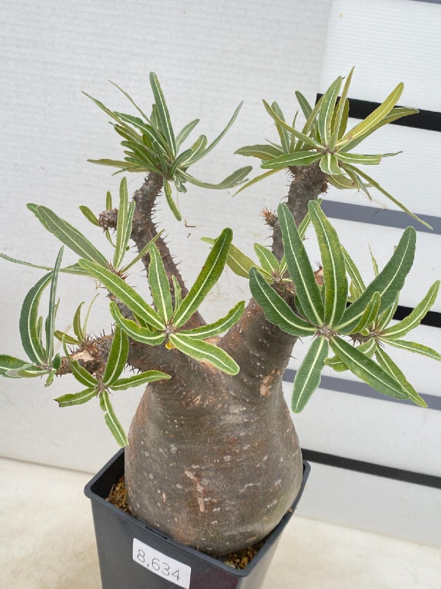 Yahoo!オークション - 8634 「塊根植物」パキポディウム グラキリス ML...