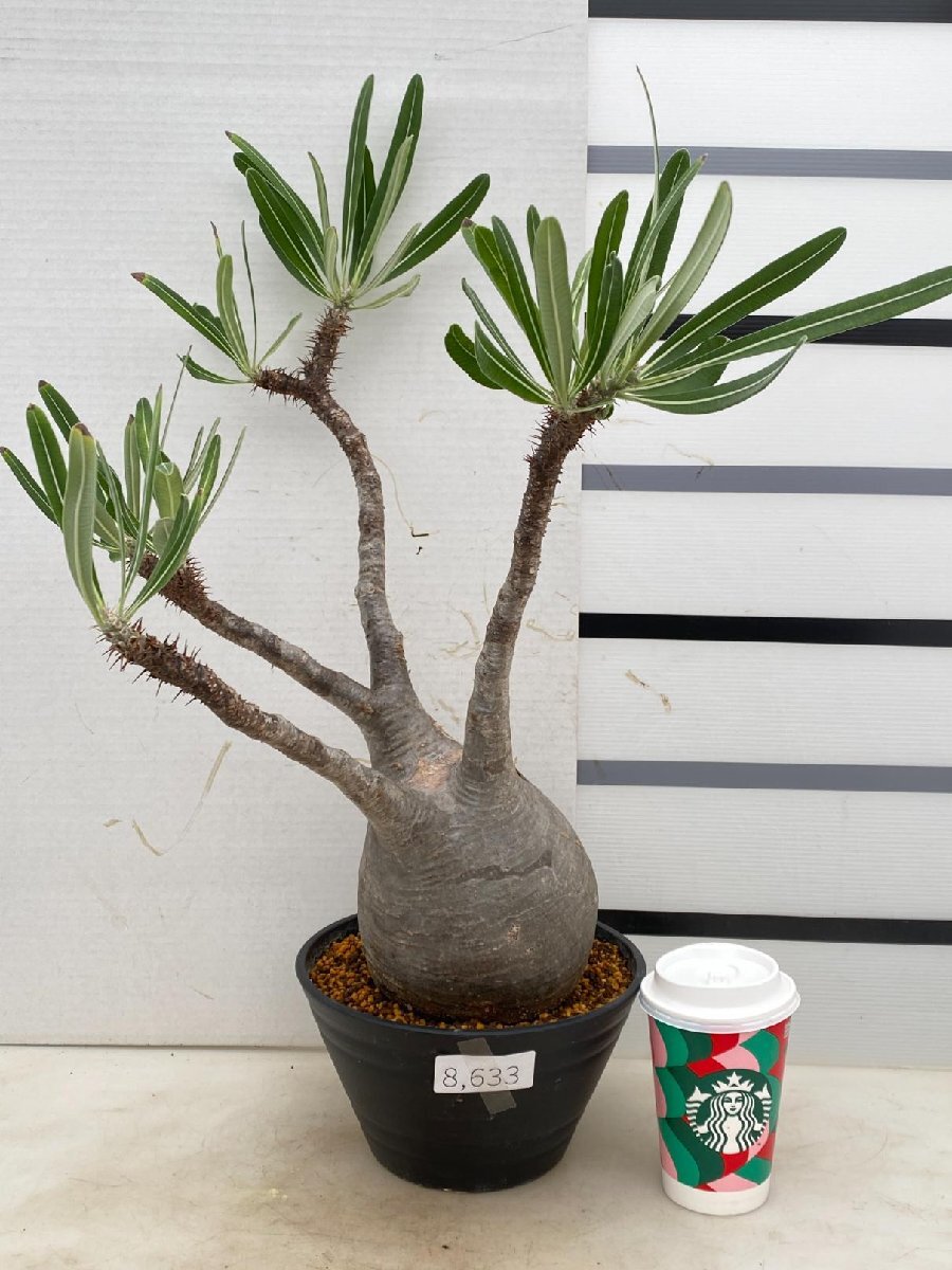 Yahoo!オークション - 8633 「塊根植物」パキポディウム グラキリス ML...