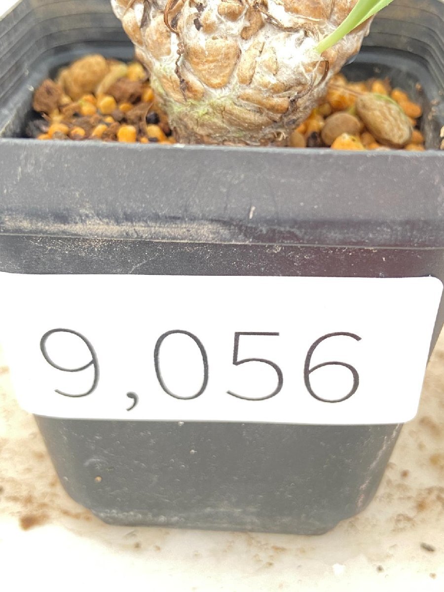 Yahoo!オークション - 9056 「実生」オトンナ レトロルサ【発根・塊根...