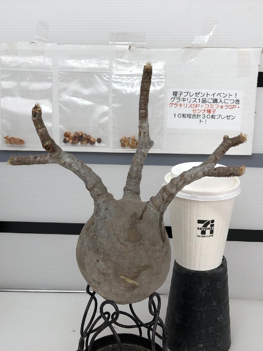 Yahoo!オークション - 9243 「購入で塊根植物種子プレゼント」パキポデ...