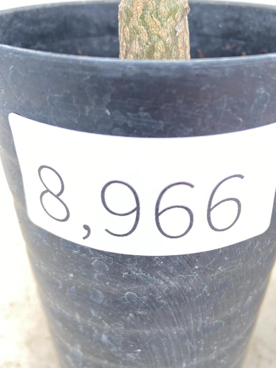 Yahoo!オークション - 8966 「実生」パキポディウム ウィンゾリー【種...