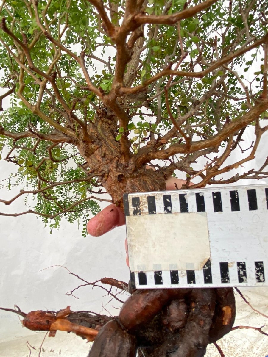 Yahoo!オークション - 9598 「実生」オペルクリカリア パキプス XL 抜...