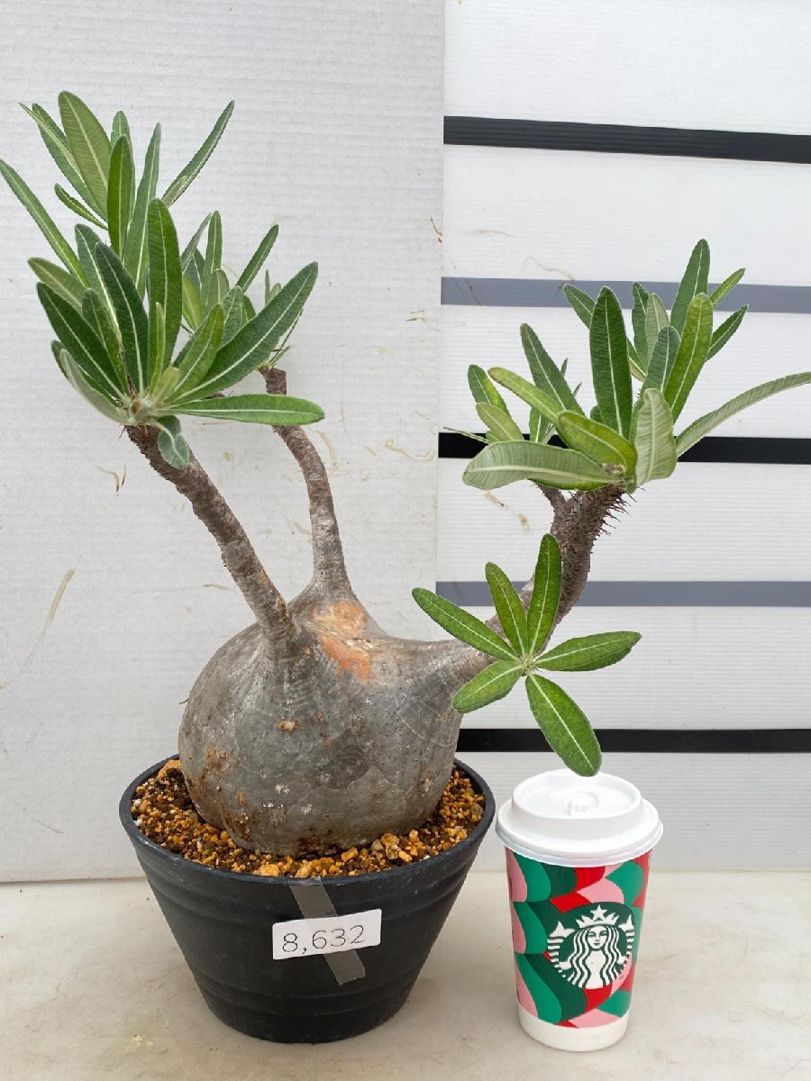 Yahoo!オークション - 8632 「塊根植物」パキポディウム グラキリス ML...