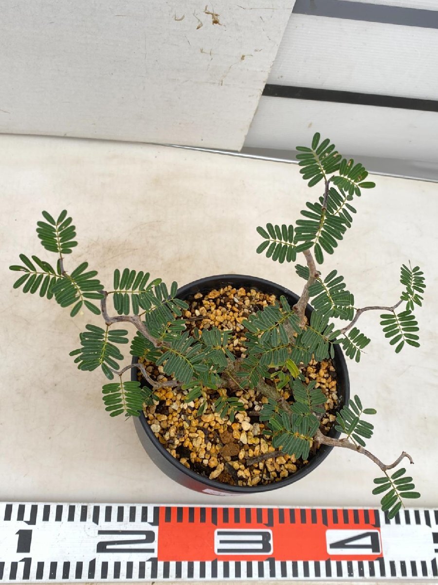 Yahoo!オークション - 8610 「実生」センナ メリディオナリス大【・発...