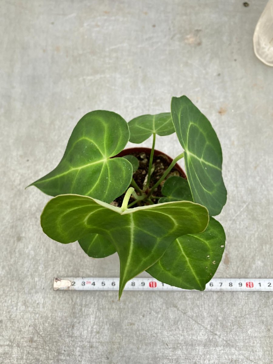 Yahoo!オークション - 9518 「観葉植物」原種アンスリウム クラリネル...